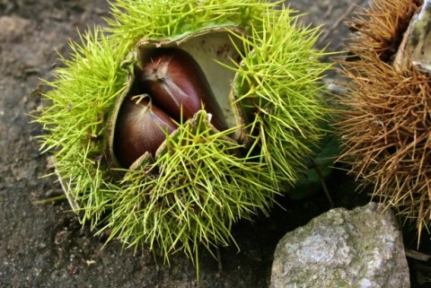 Photos of Chestnut Pods | Polly Castor