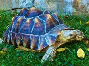 Bert the Turtle | Polly Castor