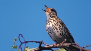 Poem by Mary Oliver: Spring | Polly Castor