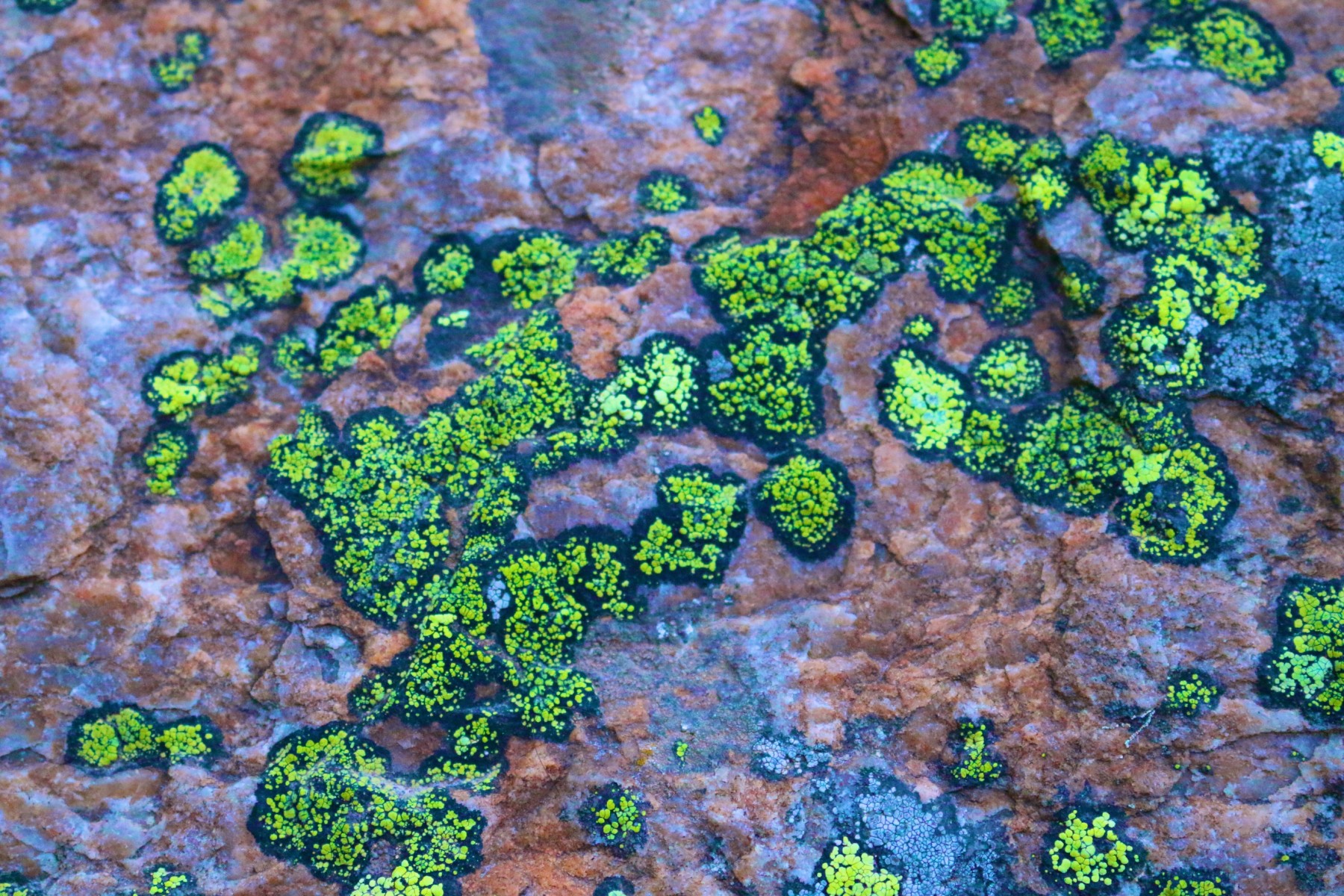 Lichen, Flowers, and Rock Face in the Canadian Rockies | Polly Castor