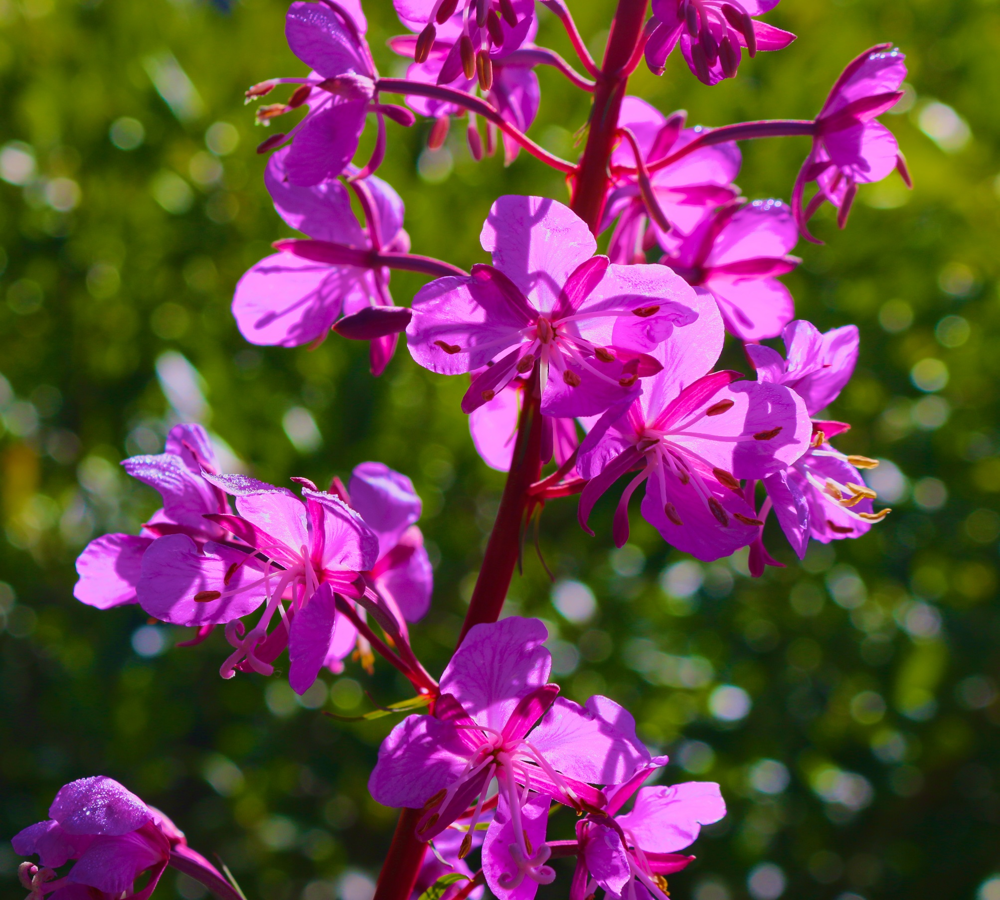 Lichen, Flowers, and Rock Face in the Canadian Rockies | Polly Castor