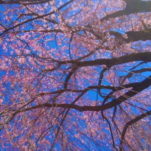 The Key to the Fourth Beatitude | Polly Castor