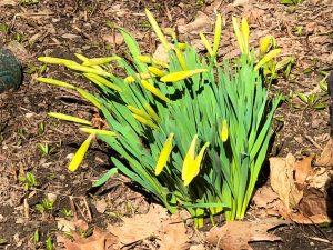 Miracles (poem by Walt Whitman) | Polly Castor