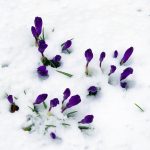 Miracles (poem by Walt Whitman) | Polly Castor