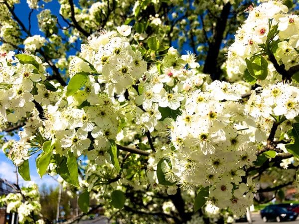 Photos of Local Flowering Trees | Polly Castor