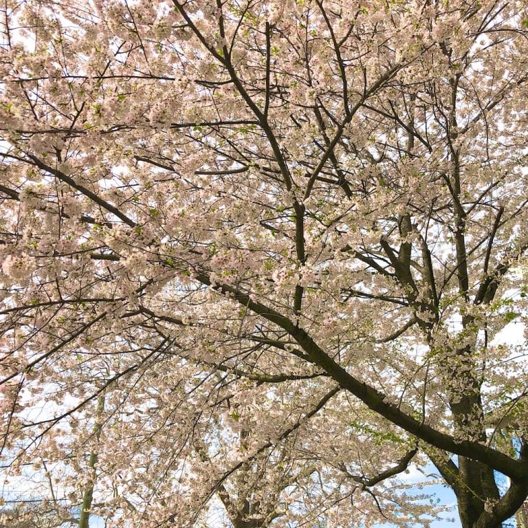 Photos of Local Flowering Trees | Polly Castor