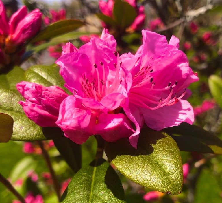 Photos of Local Flowering Trees | Polly Castor
