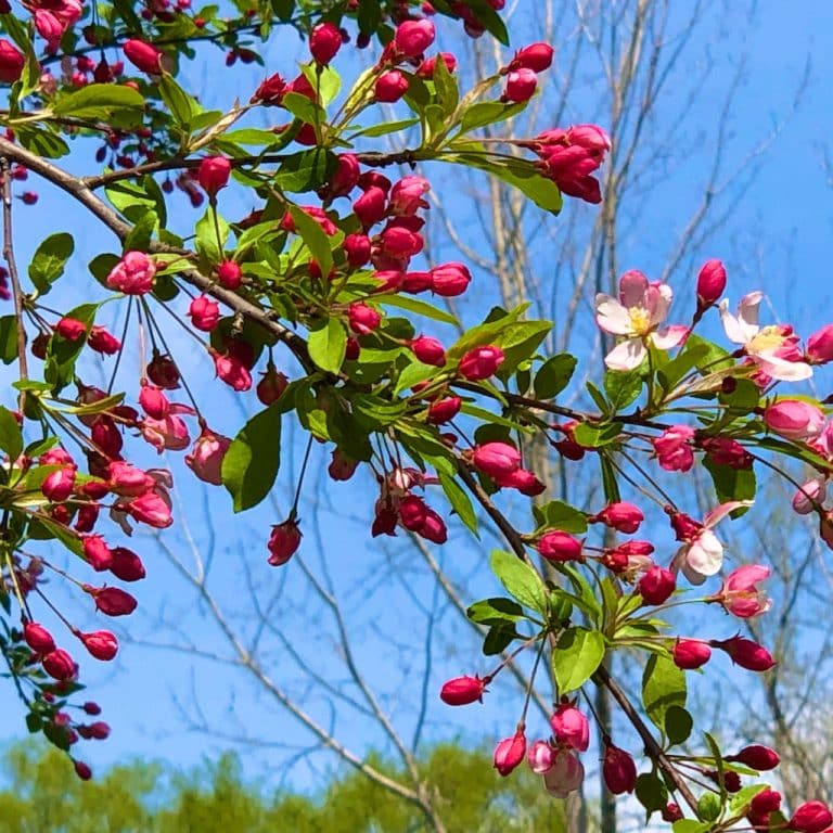 Photos of Local Flowering Trees | Polly Castor