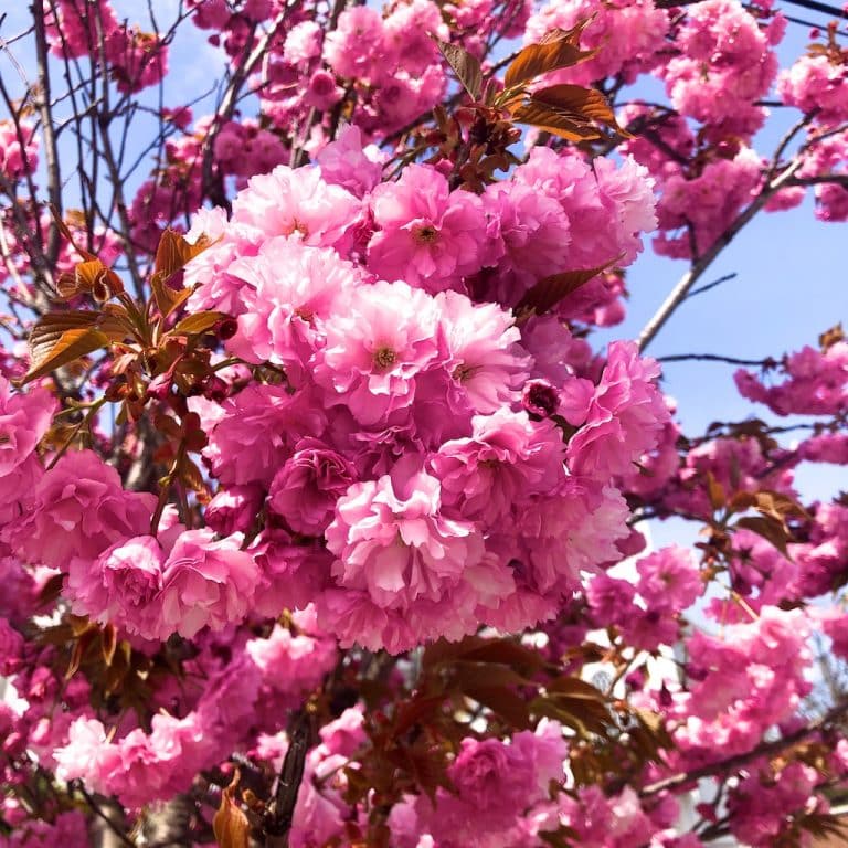 Photos of Local Flowering Trees | Polly Castor