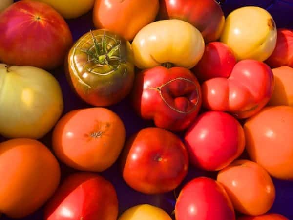 Tomatoes (Poem by J. Sullivan with Tomato Photos) | Polly Castor