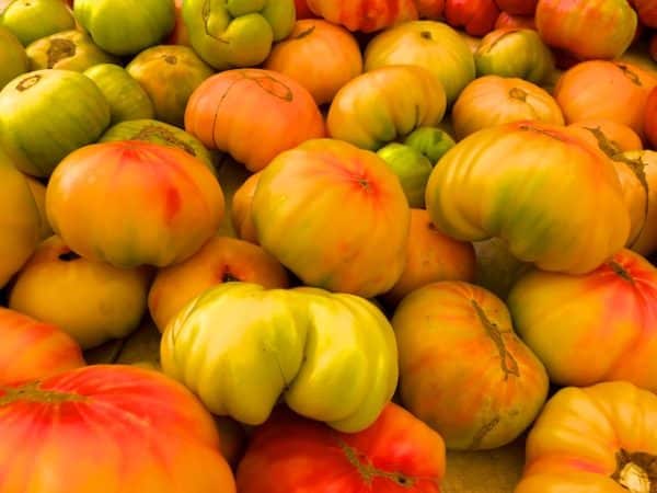Tomatoes (Poem by J. Sullivan with Tomato Photos) | Polly Castor