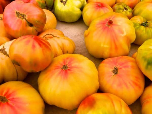 Tomatoes (Poem by J. Sullivan with Tomato Photos) | Polly Castor