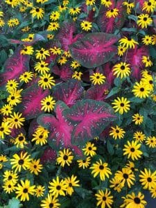 Surrender (Poem by Rumi) | Polly Castor