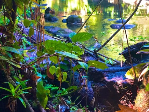 Guadeloupe (Day 1: Rainforest and Volcano Hike Photos) | Polly Castor
