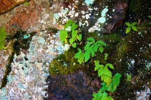 Surrender (Poem by Rumi) | Polly Castor