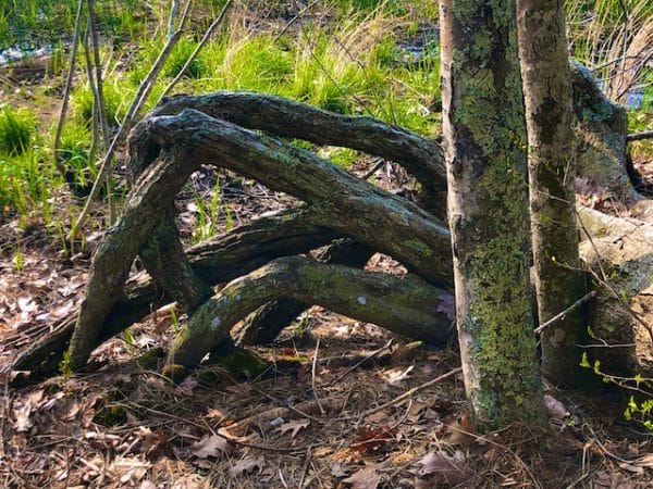 Walk at Rachel Carson Preserve (Photos) | Polly Castor