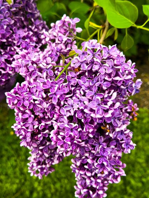 Nature Photos from Maine (June 2026) | Polly Castor